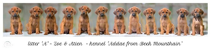 Zoe & Atien :: rr-atien